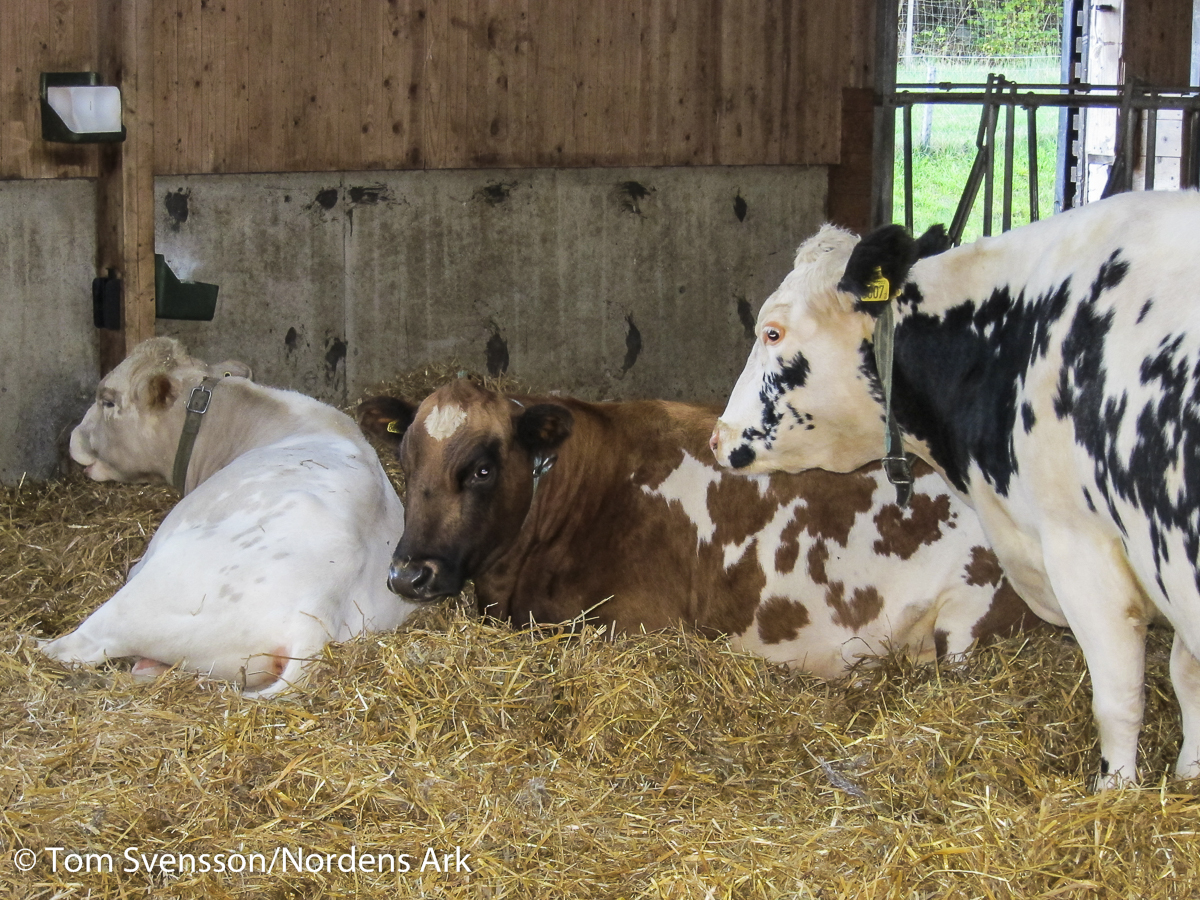 Swedish mountain cattle | Nordens Ark