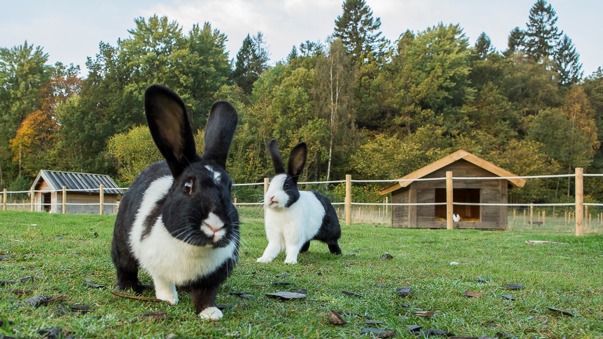 Mellerud rabbit | Nordens Ark Mellerud rabbit | Nordens Ark