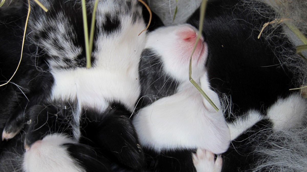 Mellerud rabbit | Nordens Ark Mellerud rabbit | Nordens Ark