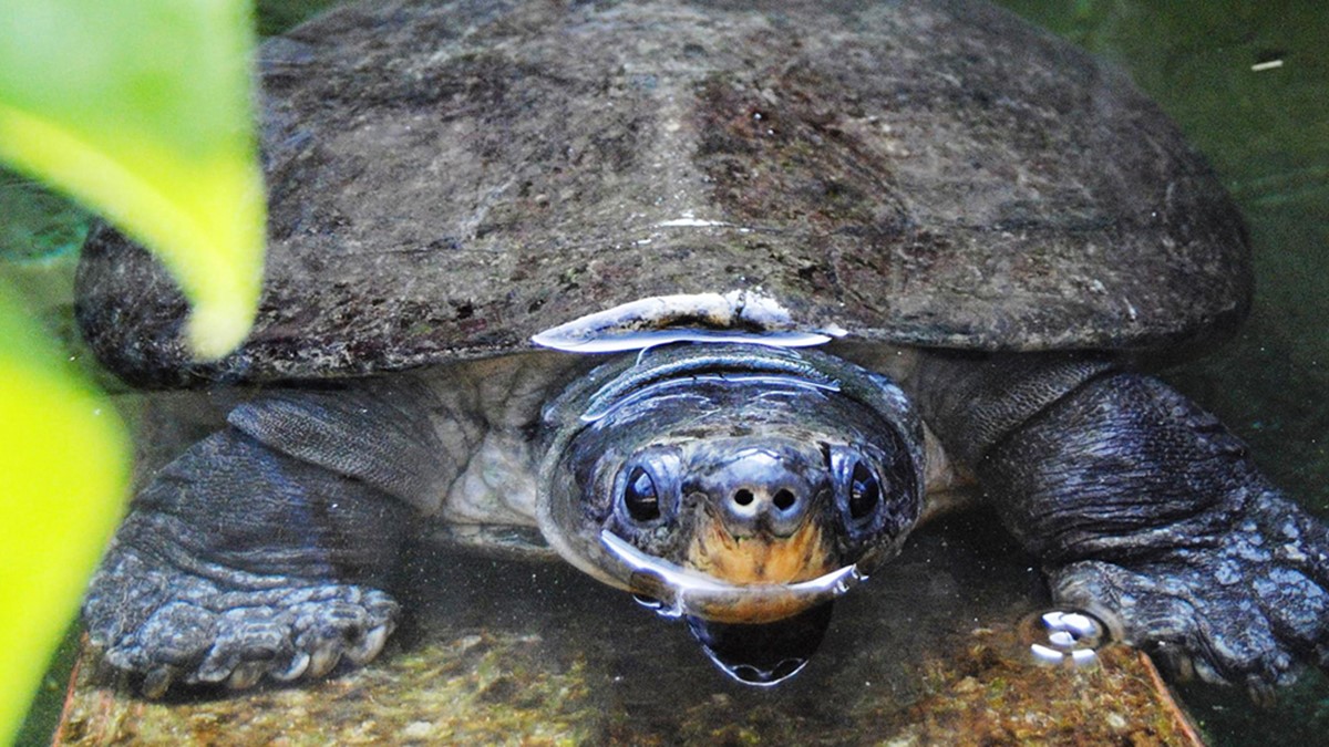 Malaysian Giant Turtle Nordens Ark